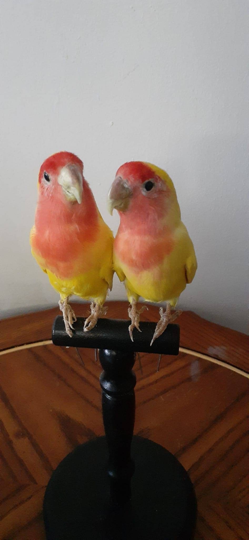 Two Yellow Love Birds Taxidermy, Standing Bird Mount - Etsy