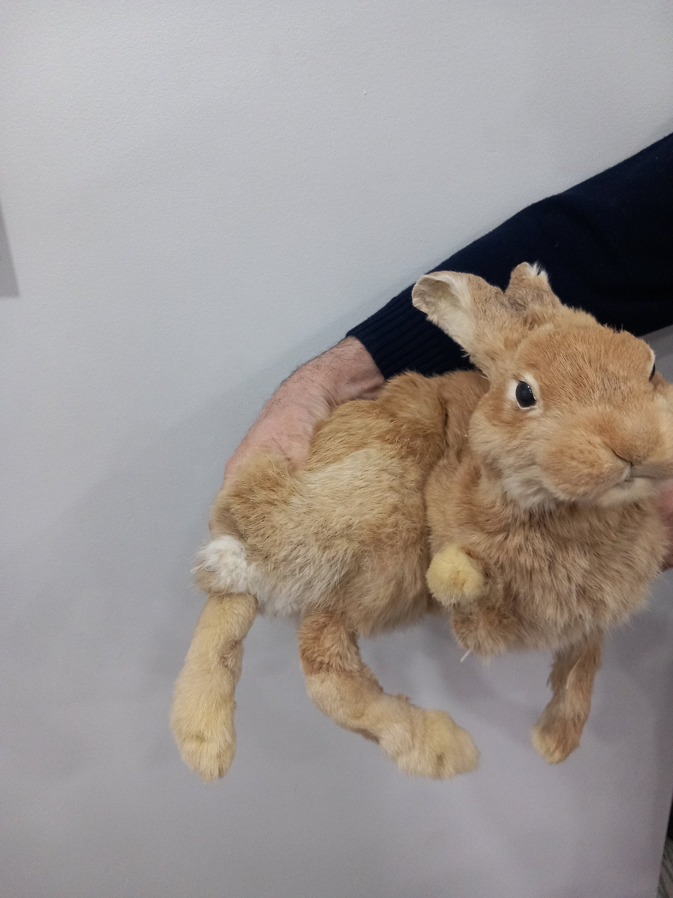 Posable Soft Mount Rabbit Taxidermy, Orange Bunny Taxidermy - Etsy