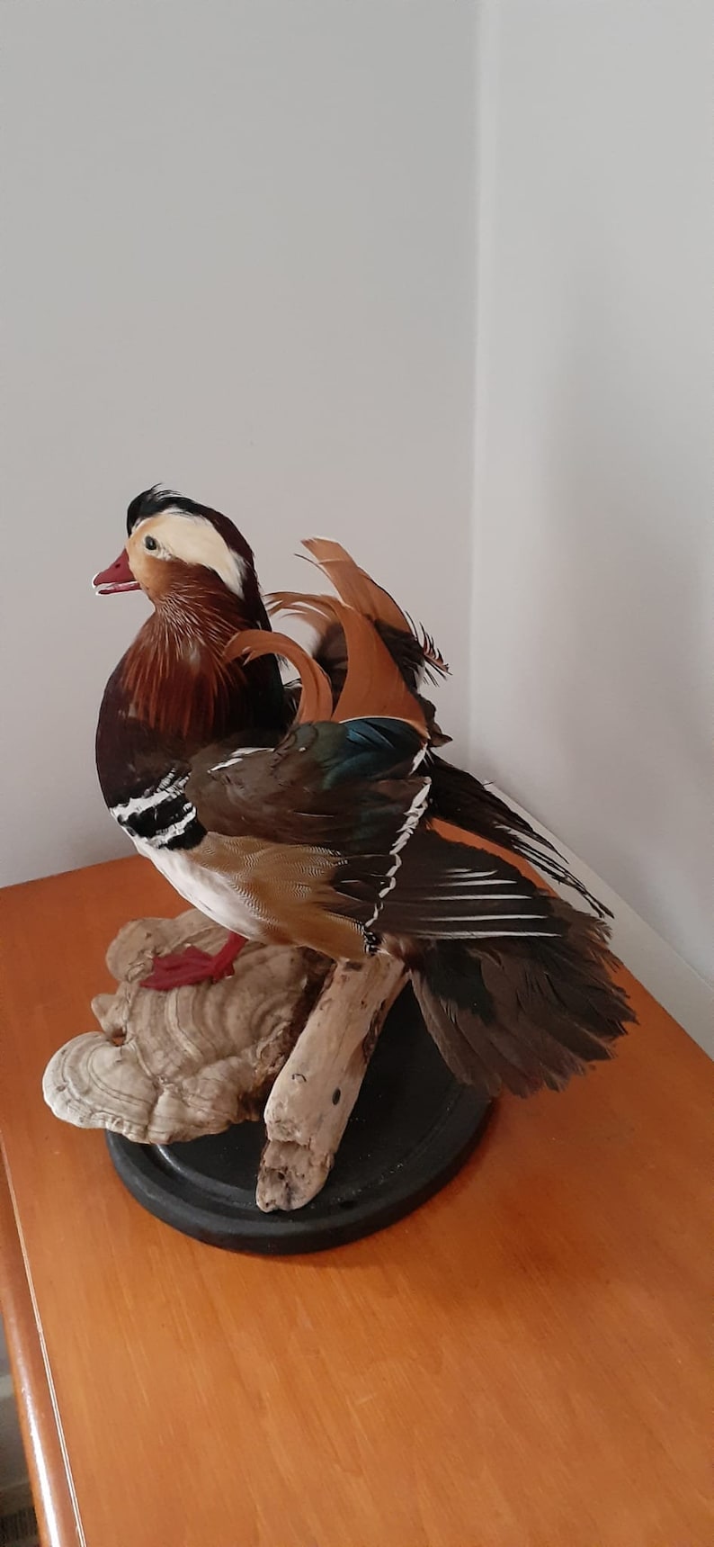 Very Nice Standing Mandarin Duck Taxidermy, Bird Taxidermy - Etsy