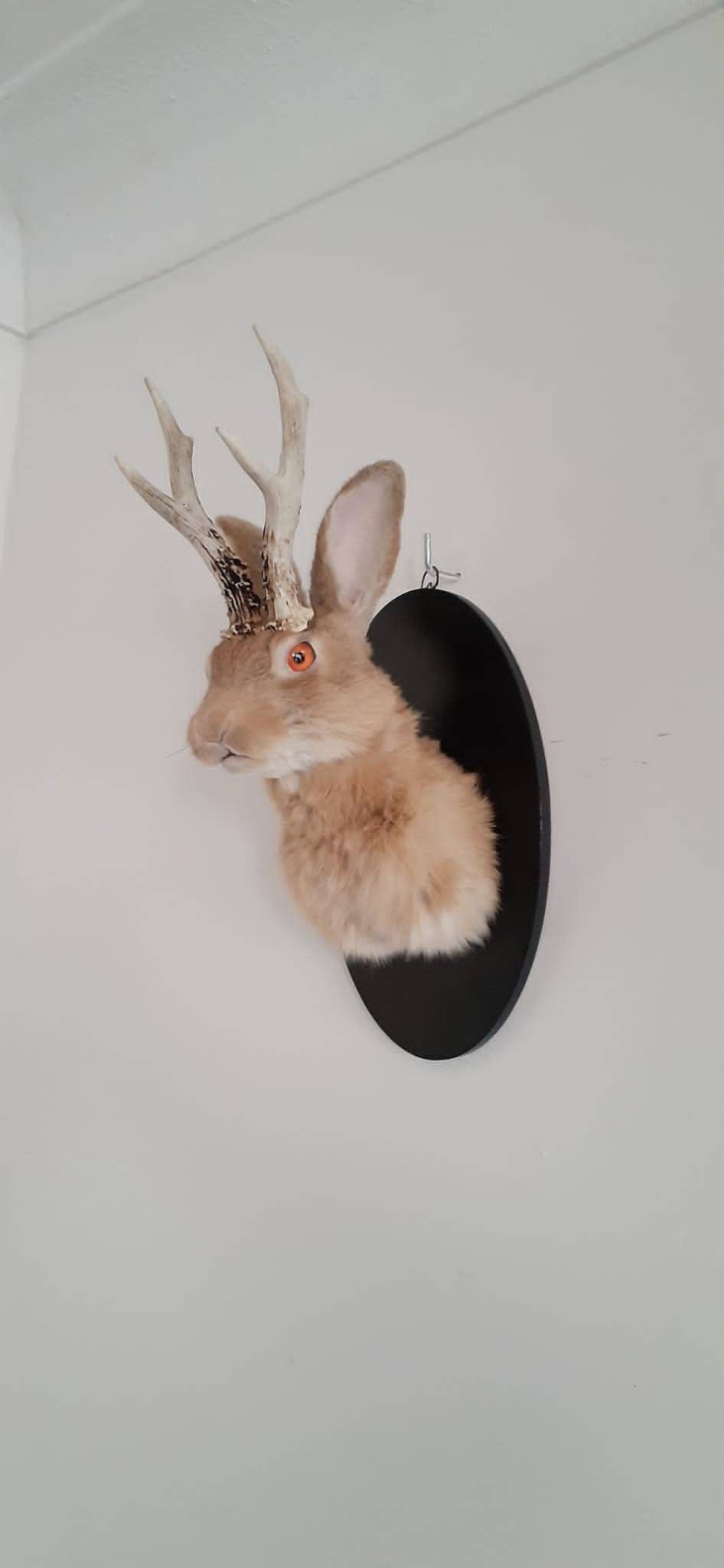 Brown Jackalope Taxidermy With Real Roe Deer Antlers, Orange Brown Bunny Mount, Wall Mount ...