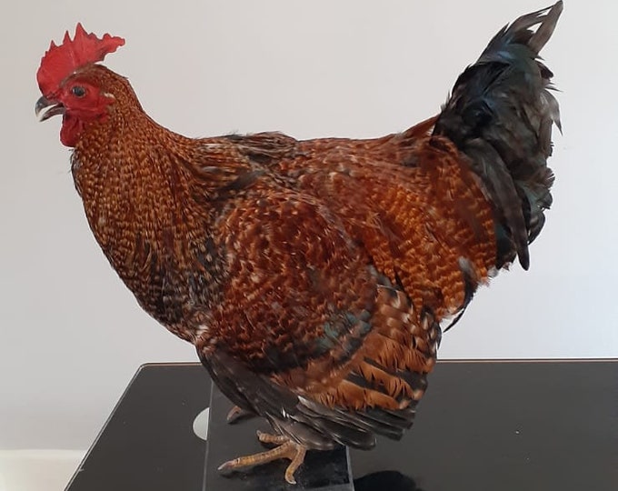 Standing Rooster Taxidermy With Nice Colors, Rooster Mount - Etsy
