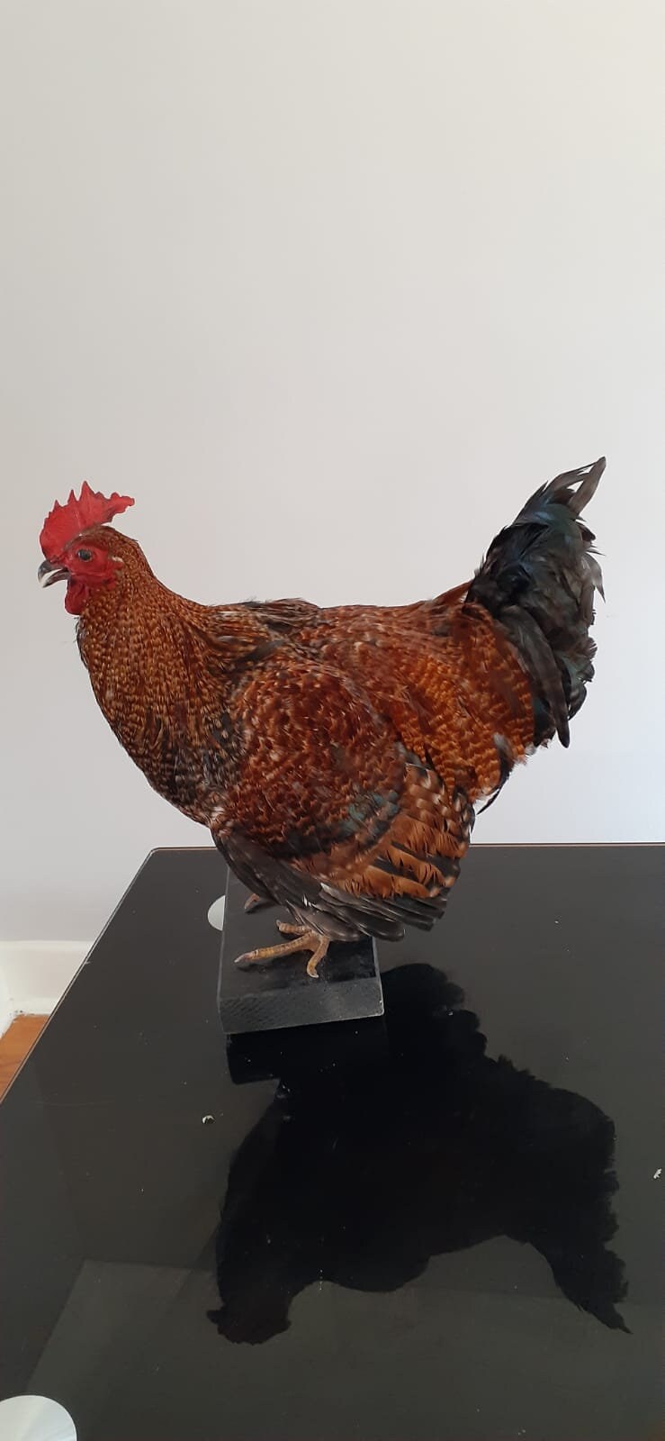 Standing Rooster Taxidermy With Nice Colors, Rooster Mount - Etsy