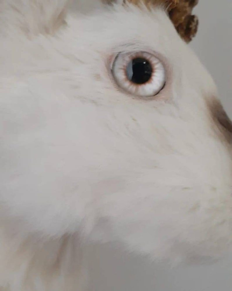 White Jackalope Taxidermy With Brown Nose and Ears Bunny - Etsy