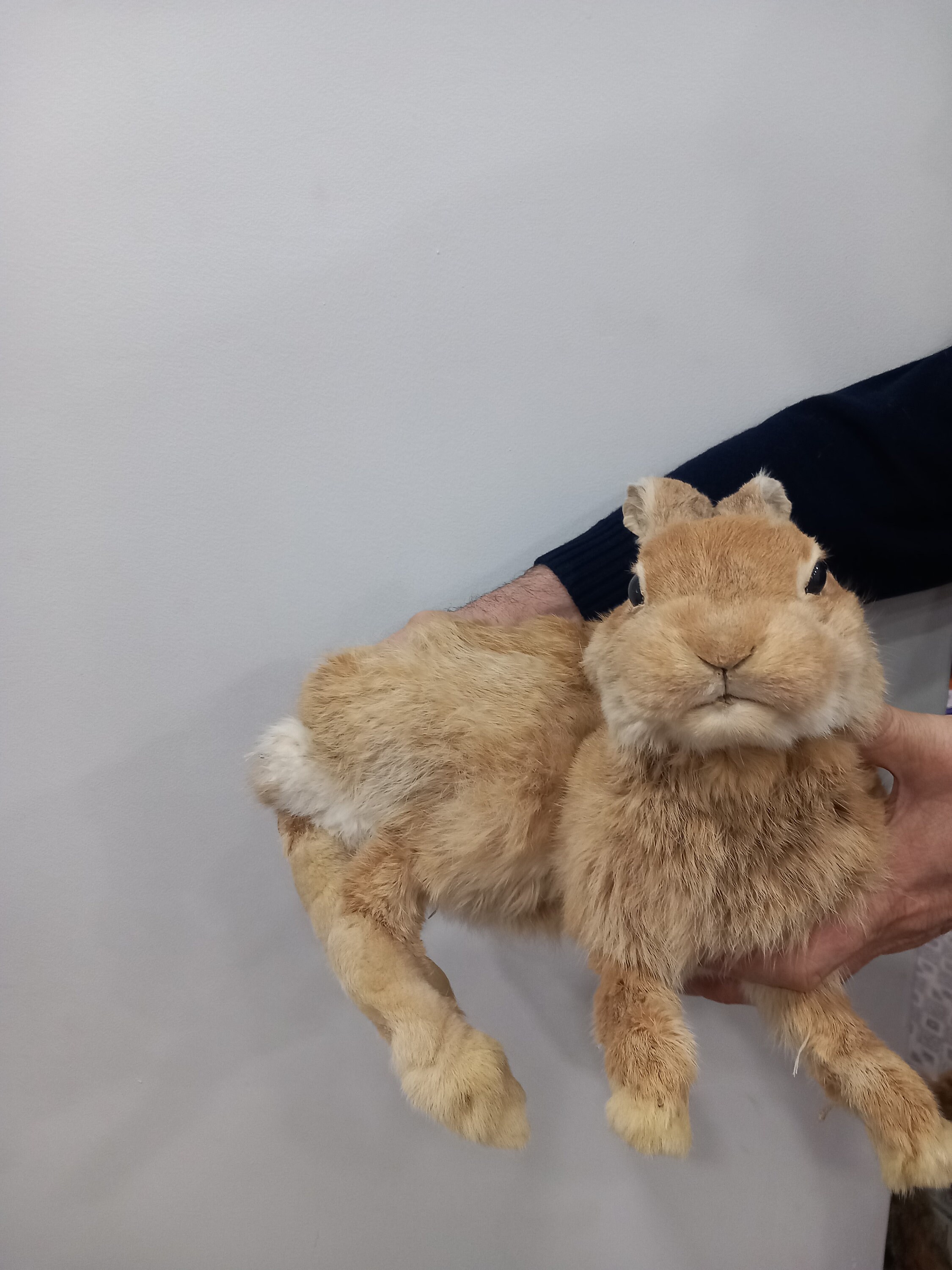 Posable Soft Mount Rabbit Taxidermy, Orange Bunny Taxidermy - Etsy