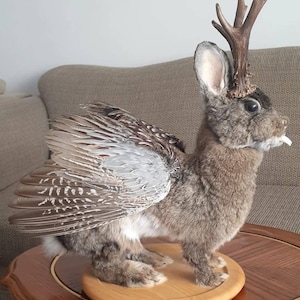 Unique Brown Three Eyed Wolpertinger Taxidermy, Full Body Jackalope ...