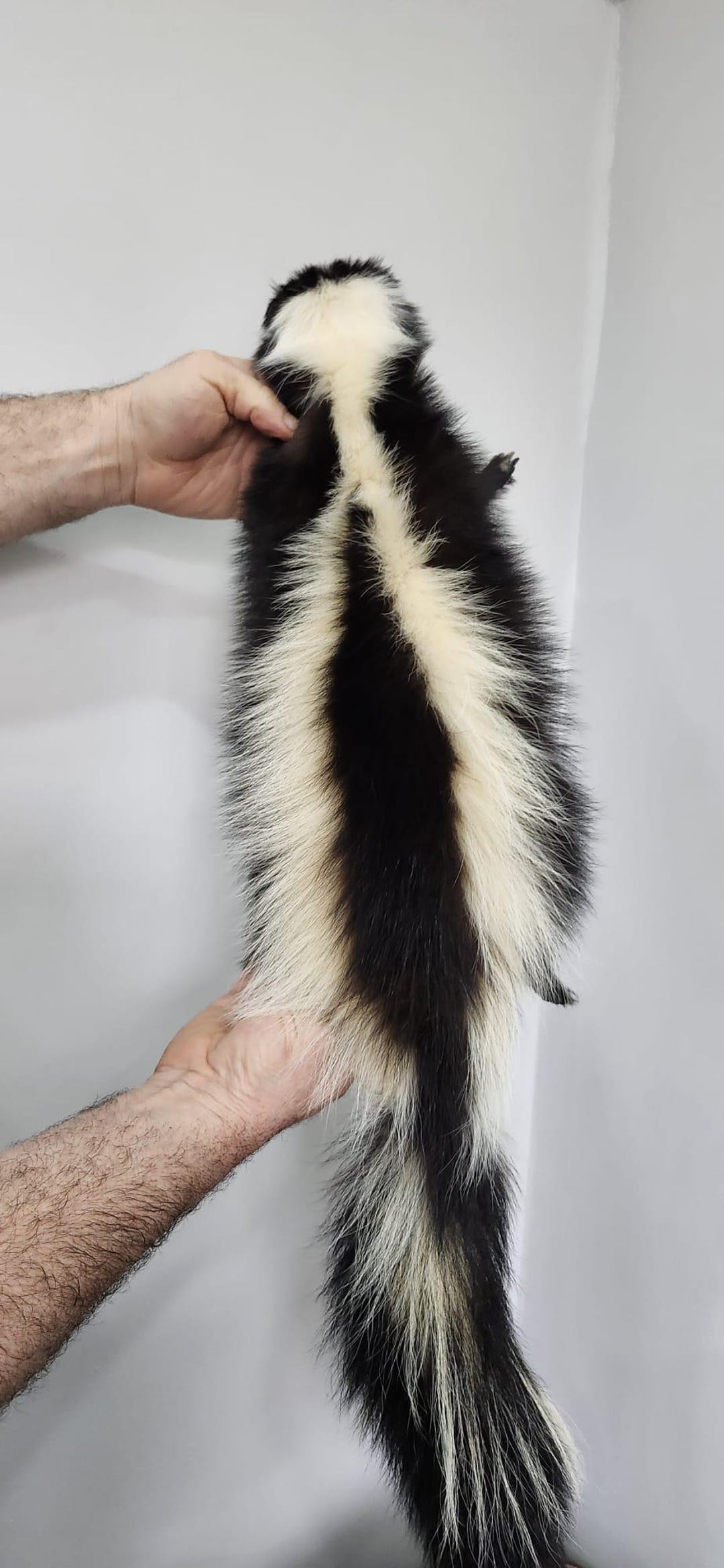 Floppy Soft Mount Skunk Taxidermy, High Quality Taxidermy - Etsy