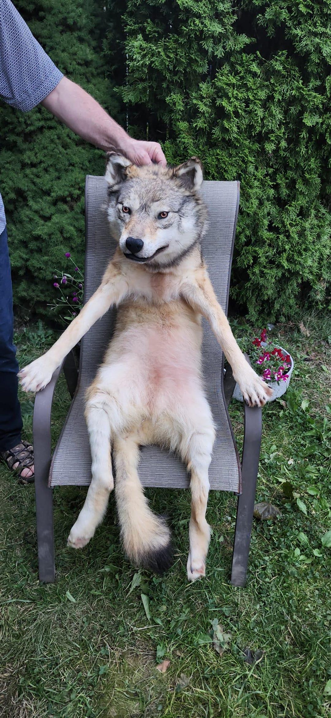 Soft Mount Wolf Taxidermy - Etsy