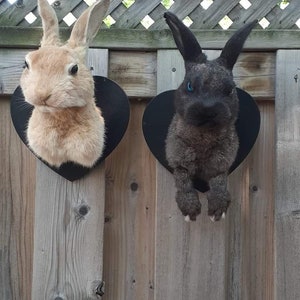 Two Shoulder Mounts Bunnies Taxidermy, Wall Mounted Black and Brown ...