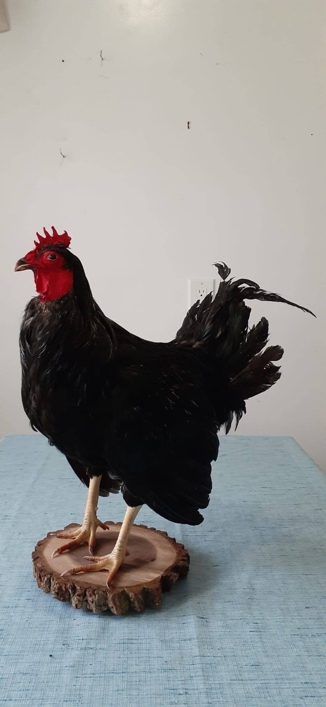 Black Rooster Taxidermy Rooster Mount Bird Taxidermy - Etsy
