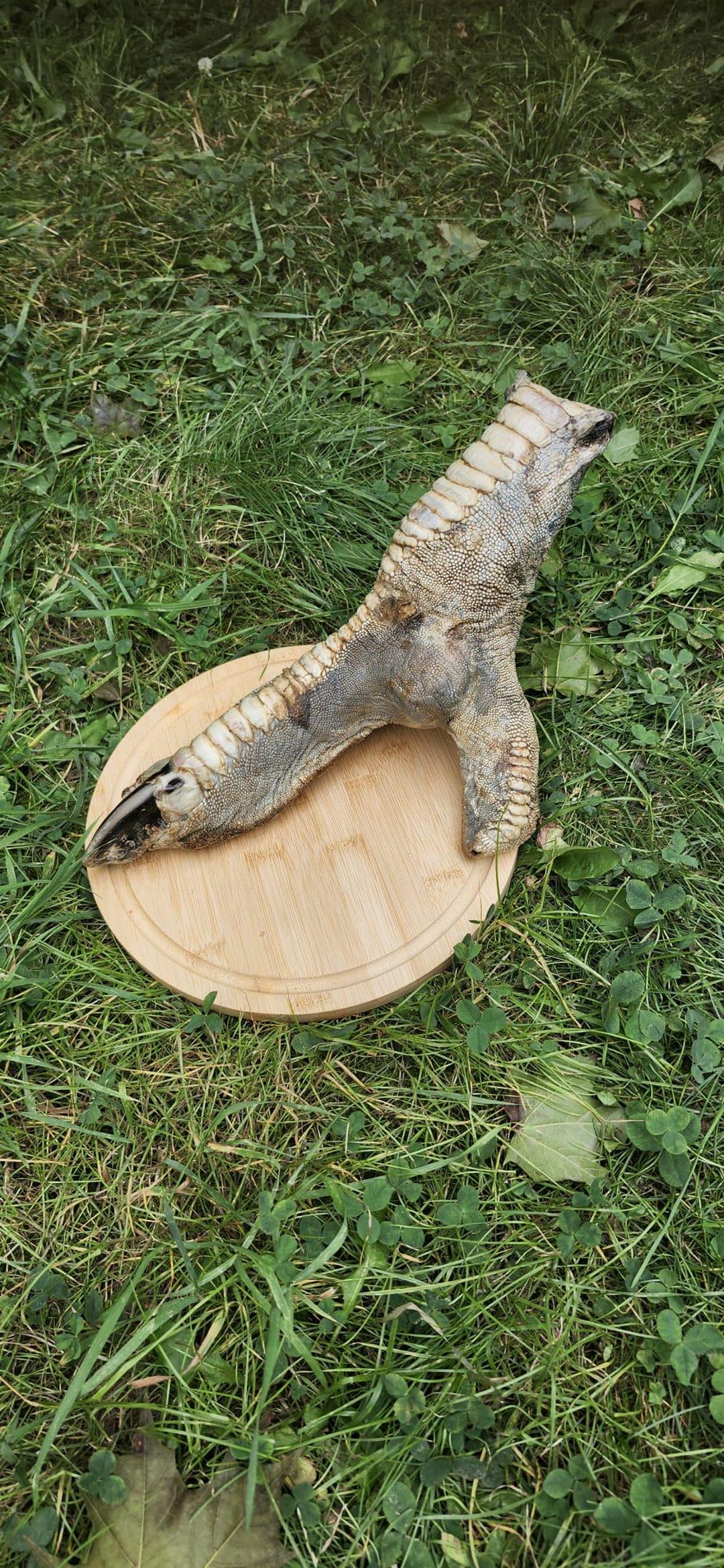 Huge Ostrich Foot Taxidermy - Etsy