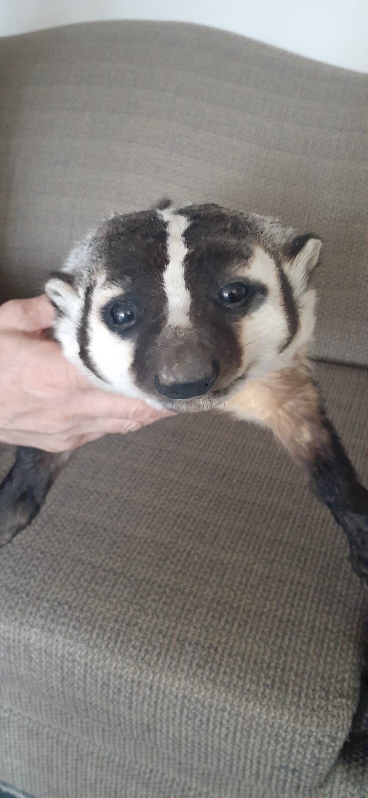 Large Size Badger Soft Mount Taxidermy - Etsy