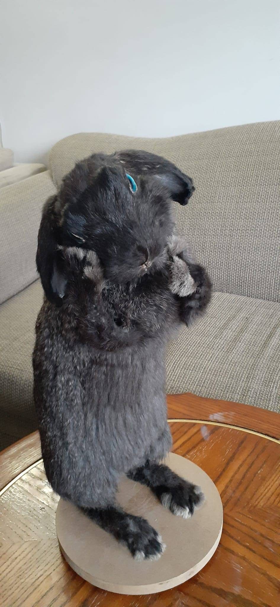 Standing Black Bunny Mount Taxidermy - Etsy