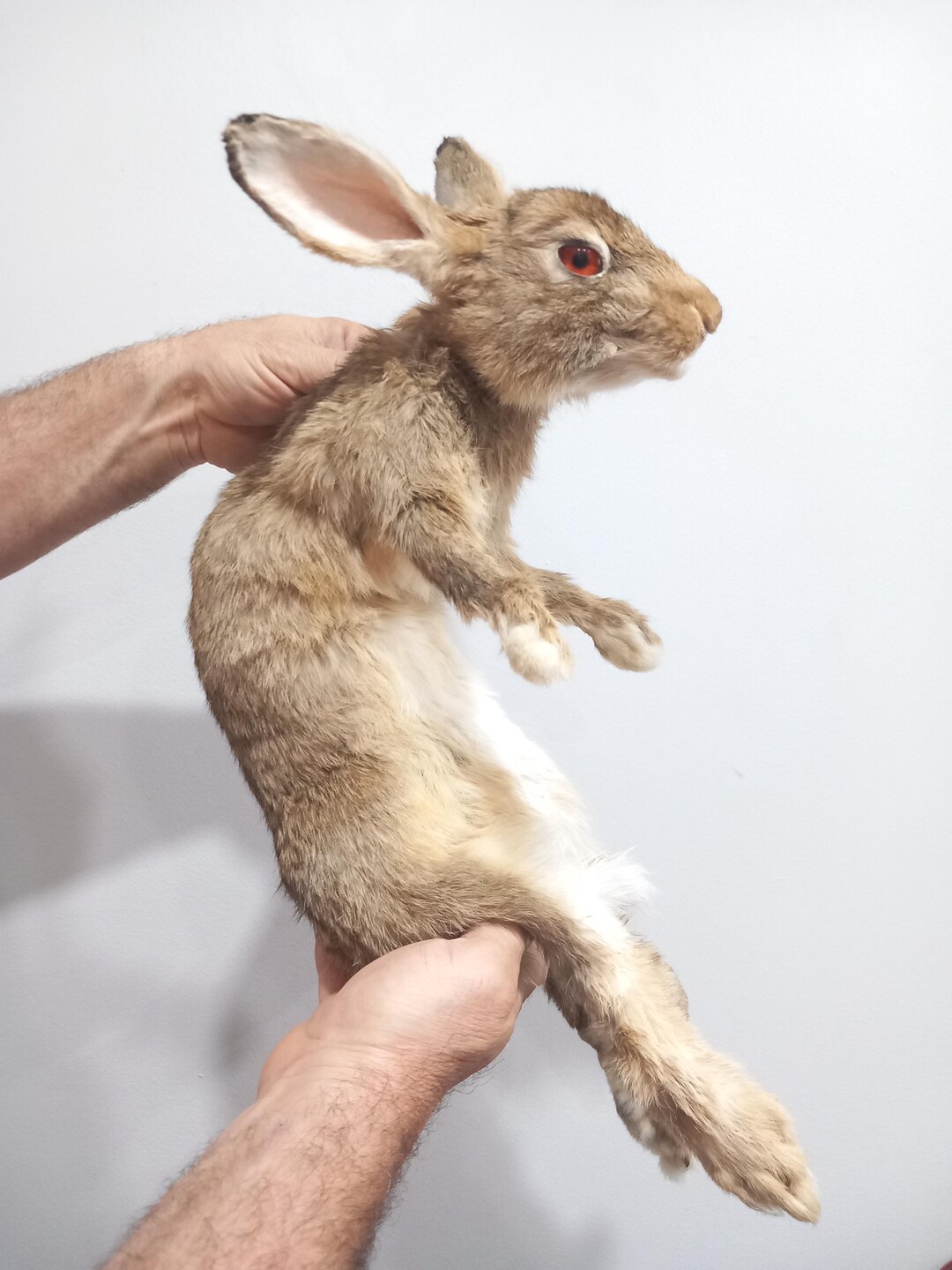 Floppy Soft Mount High Quality Rabbit Taxidermy - Etsy