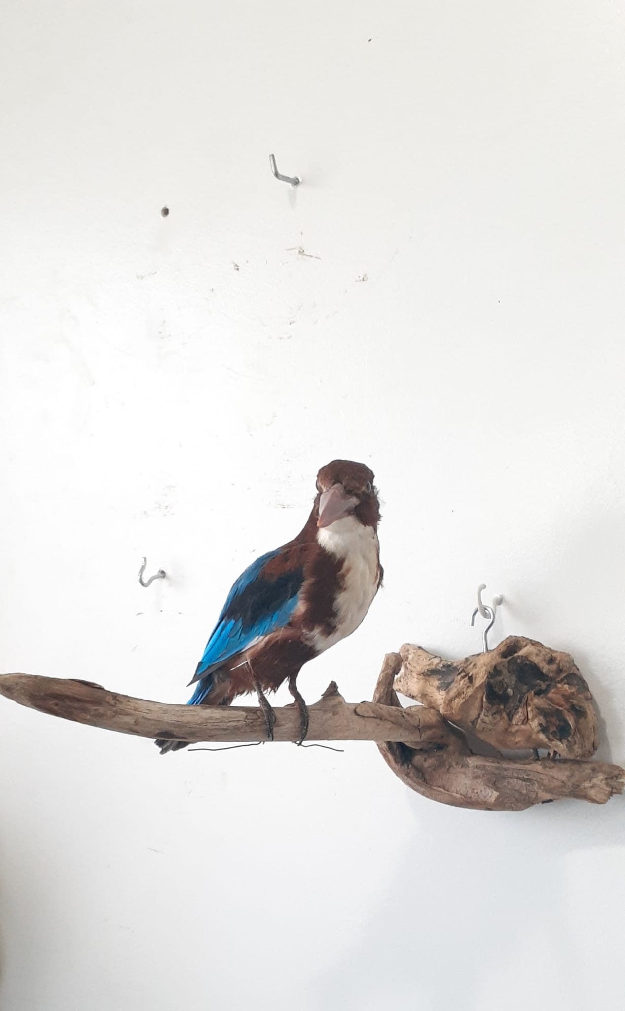 Kingfisher Taxidermy Wall Mounted - Etsy
