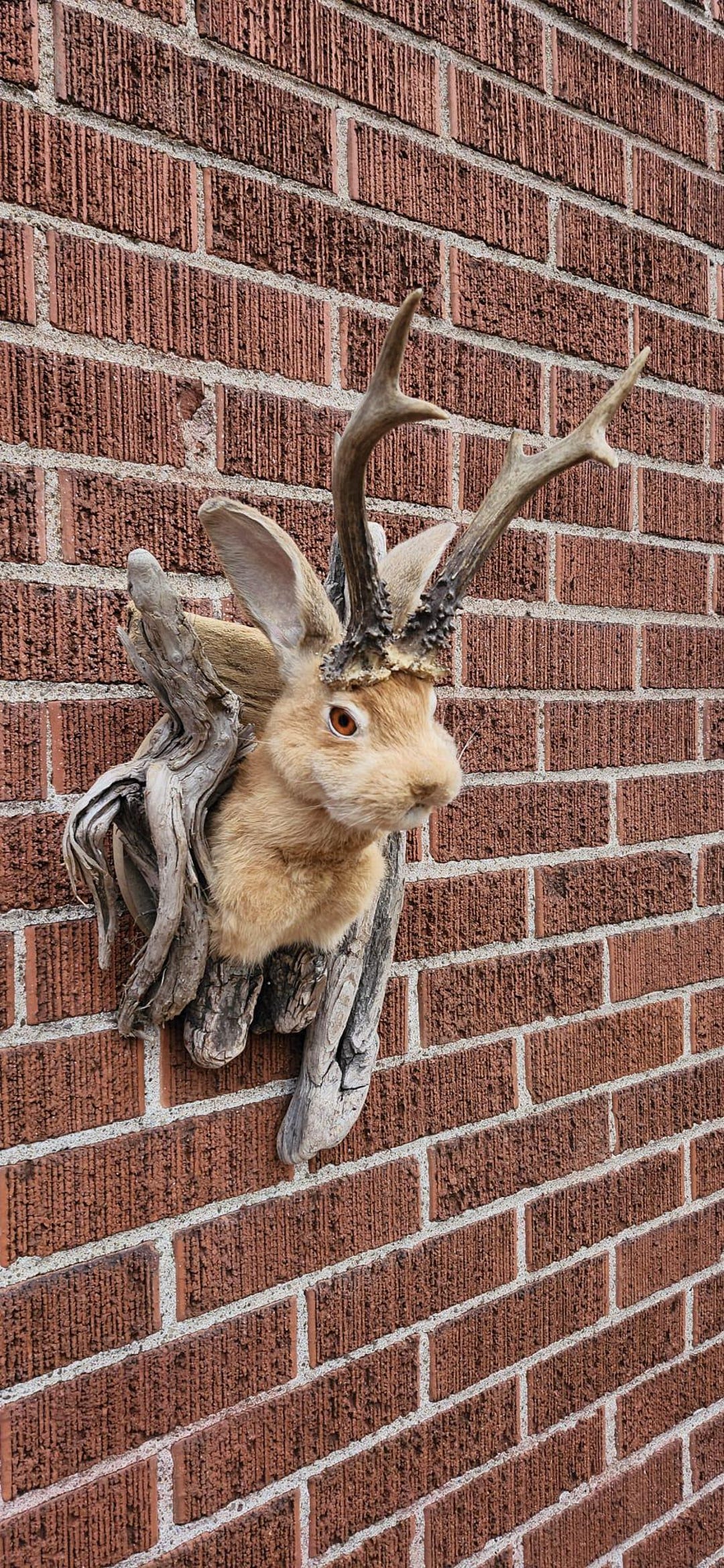 Shoulder Mount Jackalope Taxidermy - Etsy