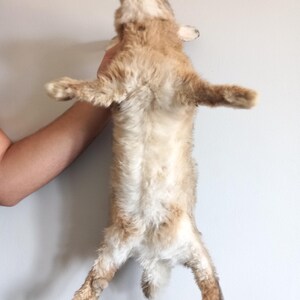 Brown Soft Mount Rabbit Taxidermy, Floppy Soft Mount Bunny - Etsy