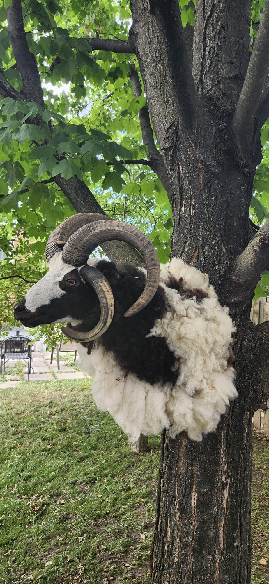 Shoulder Mount Five Horns Jacob Sheep Taxidermy - Etsy