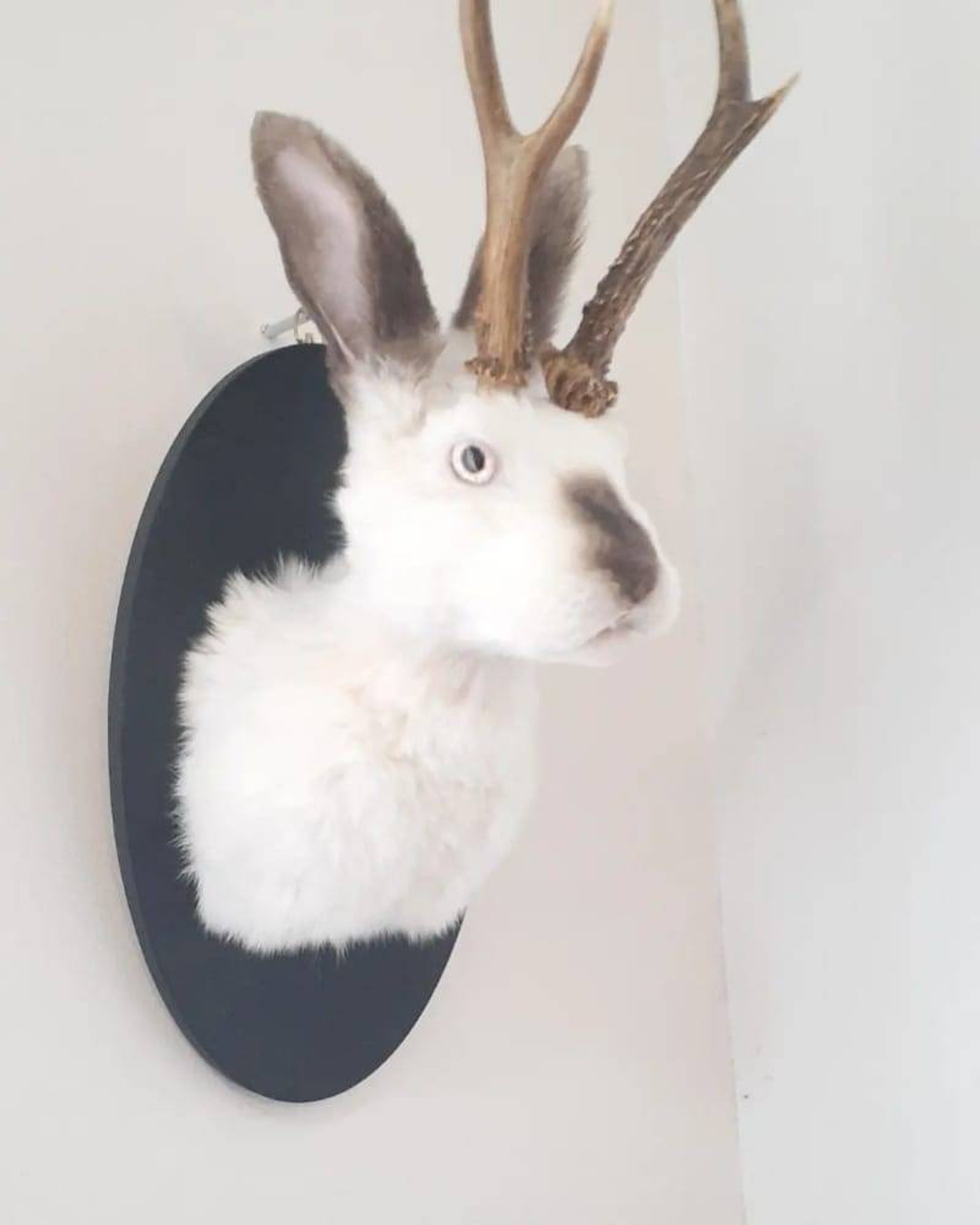 White Jackalope Taxidermy With Brown Nose and Ears, Bunny Taxidermy ...