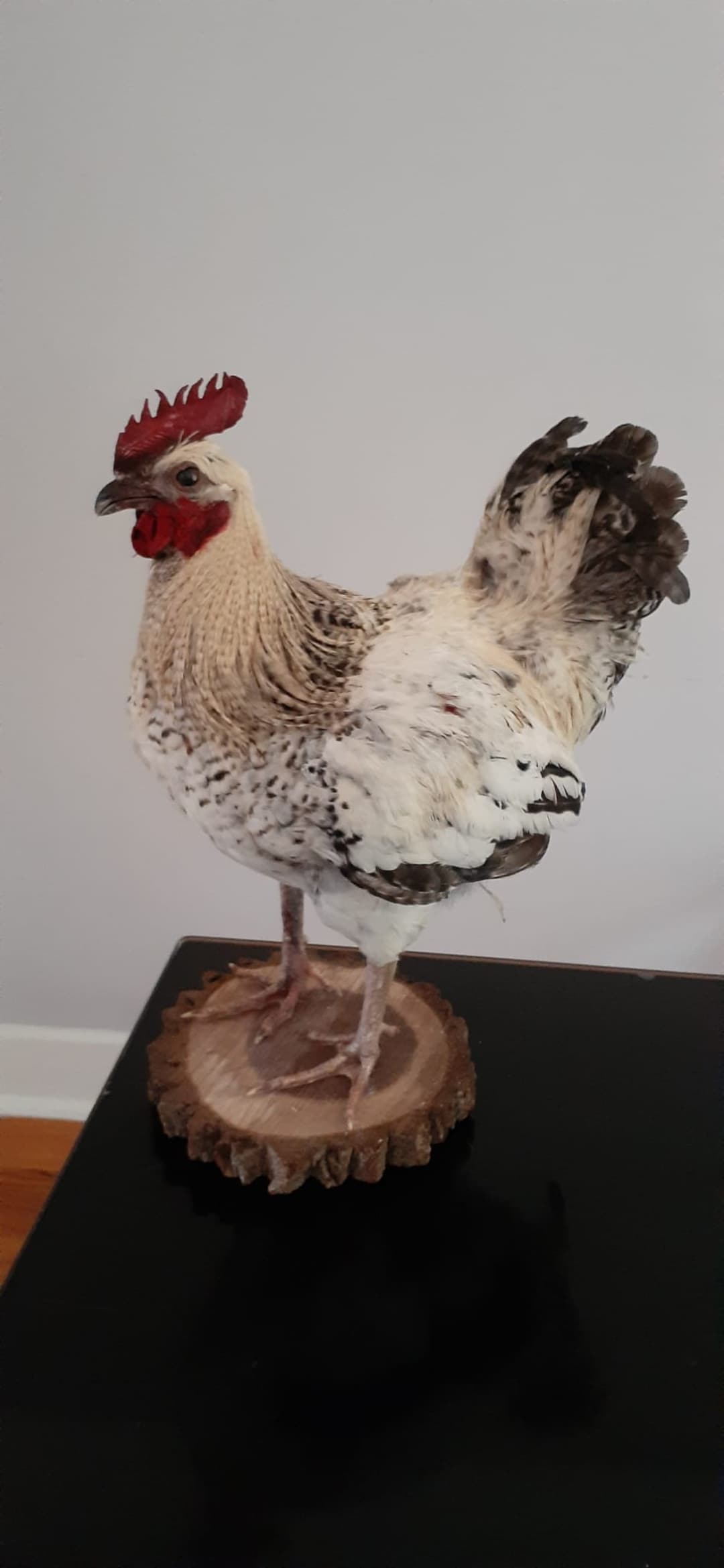 Standing Rooster Taxidermy, Rooster Mount, Chicken - Etsy