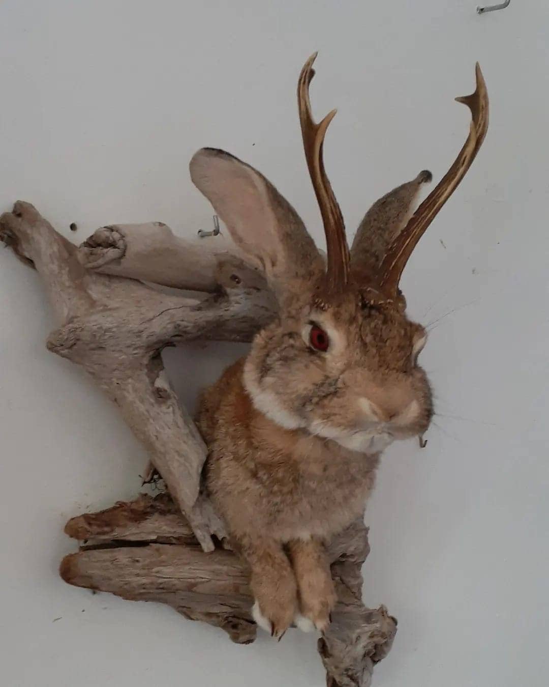 Very Unique XL Brown Jackalope Taxidermy, Wall Mount Jackalope on Nice ...