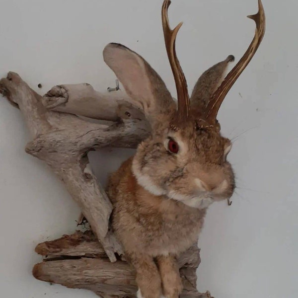 Jackalope Mount - Etsy
