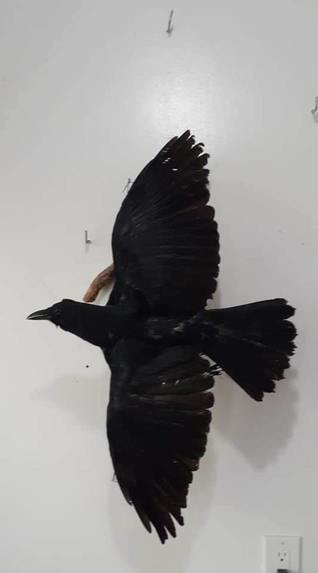 Open Wings Flying Position Crow Taxidermy High Quality Mount - Etsy