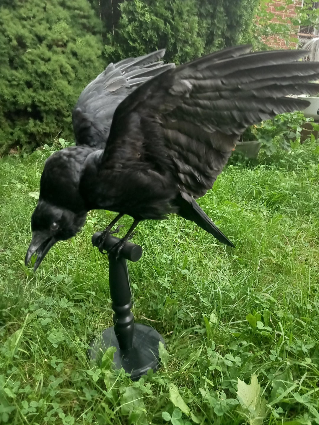 Standing Crow Taxidermy With Open Wings, Angry Fighting Position ...