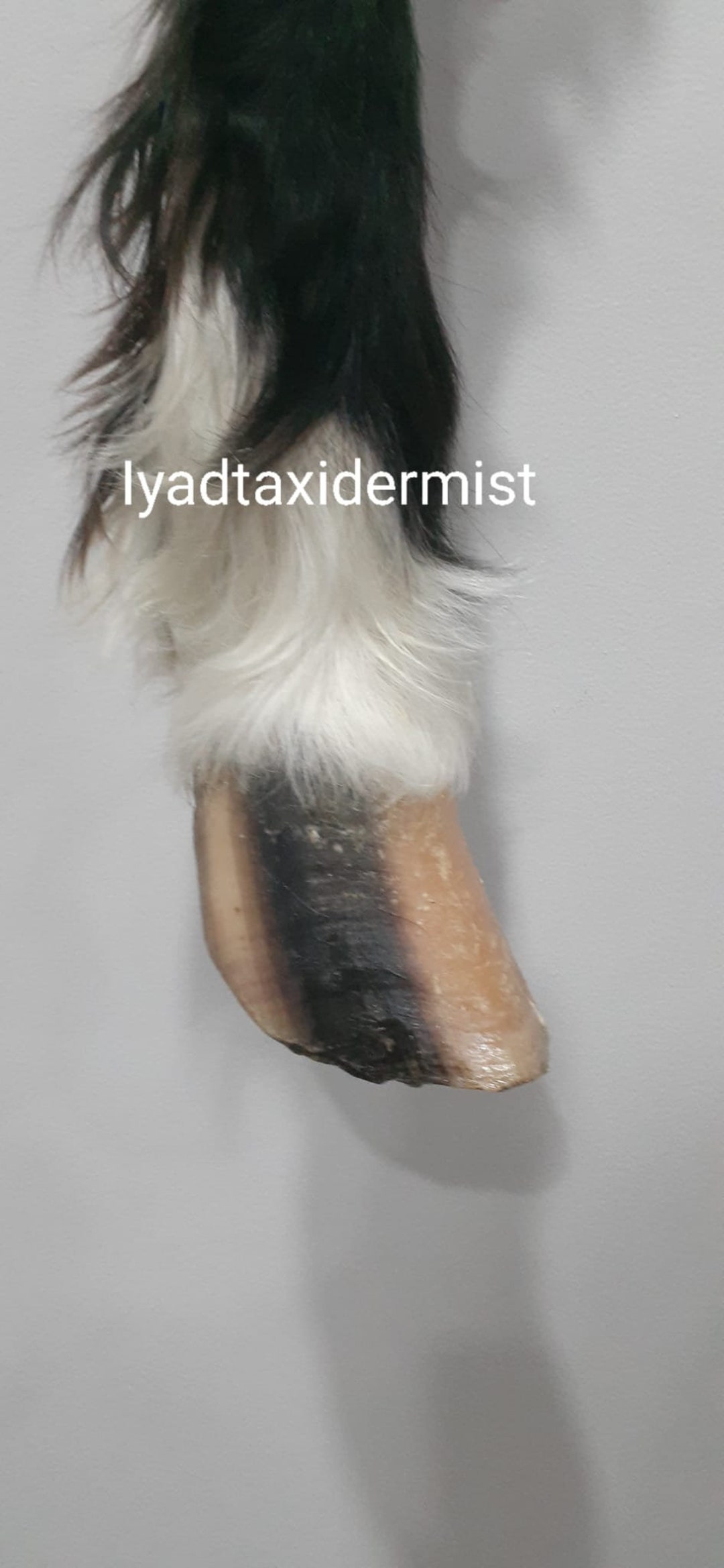 Very Nice and Unique High Quality and Rare to Find Horse Leg Taxidermy ...