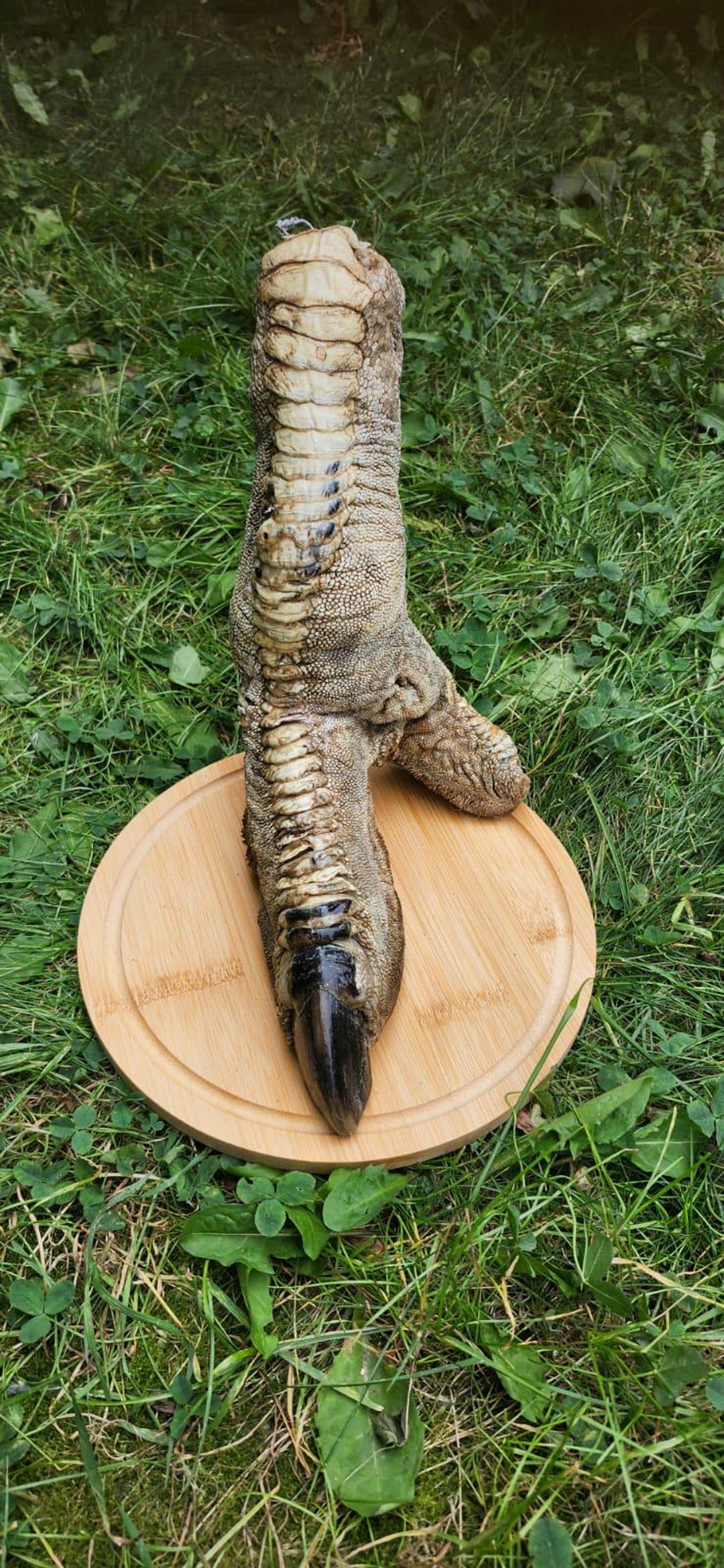 Huge Ostrich Foot Taxidermy, It Can Be Table Top or Wall Mount - Etsy
