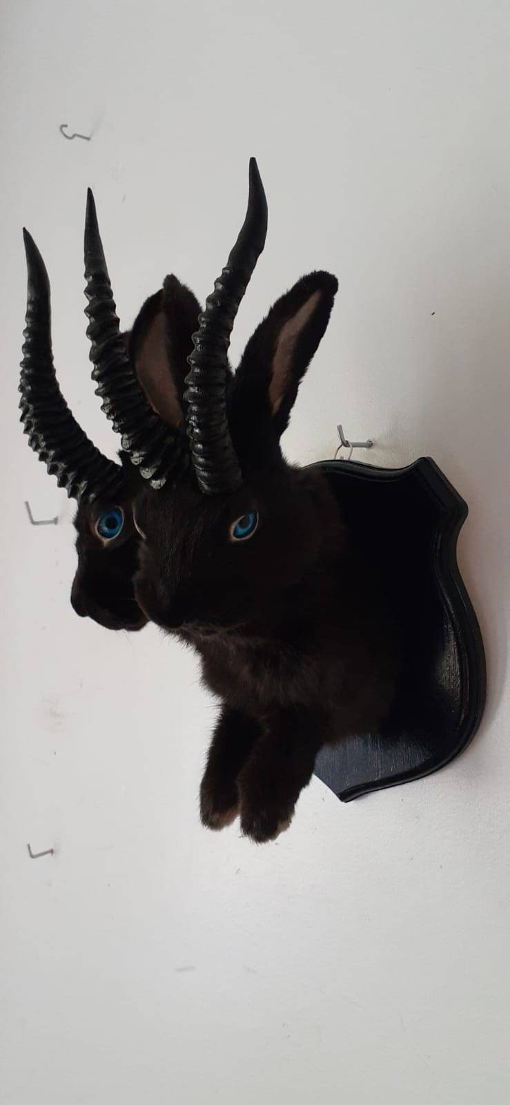 Two Headed Black Jackalope Taxidermy Wall Mount Jackalope - Etsy