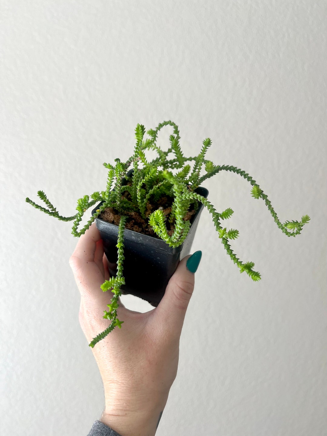 Crassula Muscosa watch Chain Succulent Starter Plant - Etsy