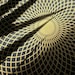 LOTUS OF LIFE – 50 × 50 Cm – Sacred Geometry Torus Linocut Print – Gold ...