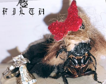 Cockroach taxidermy | Etsy