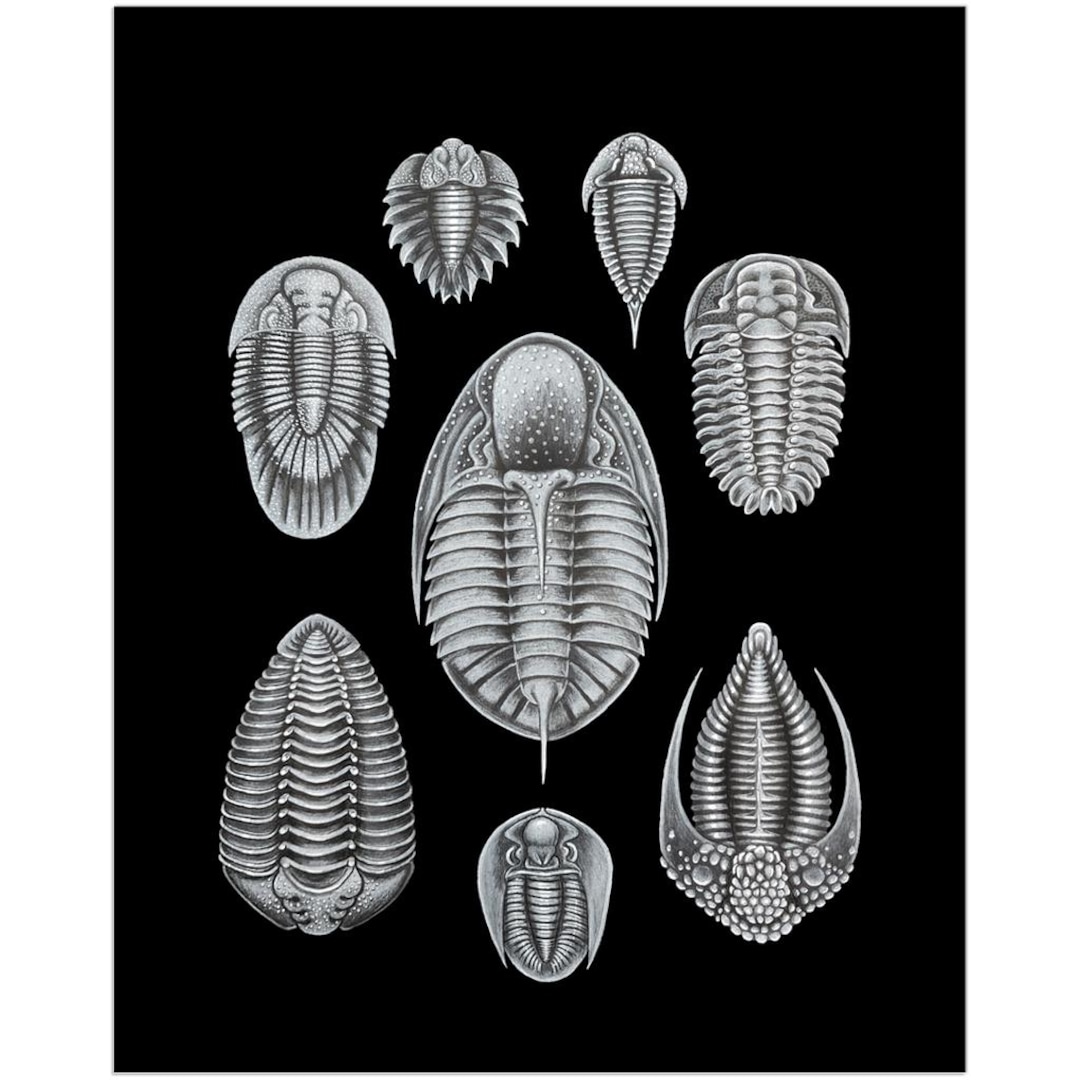Ordovician & Silurian Trilobites – Poster Print - Etsy