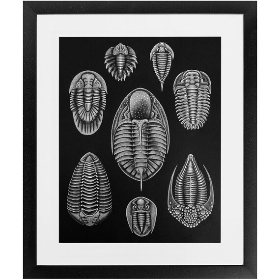 Trilobite Scientific Drawing