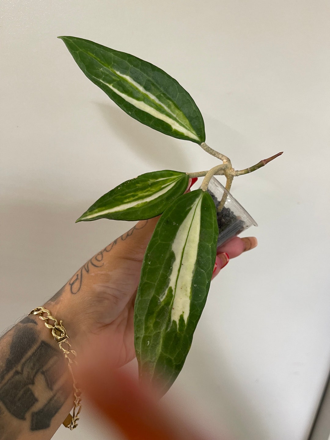 Rare Hoya Macrophylla Pot of Gold - Etsy