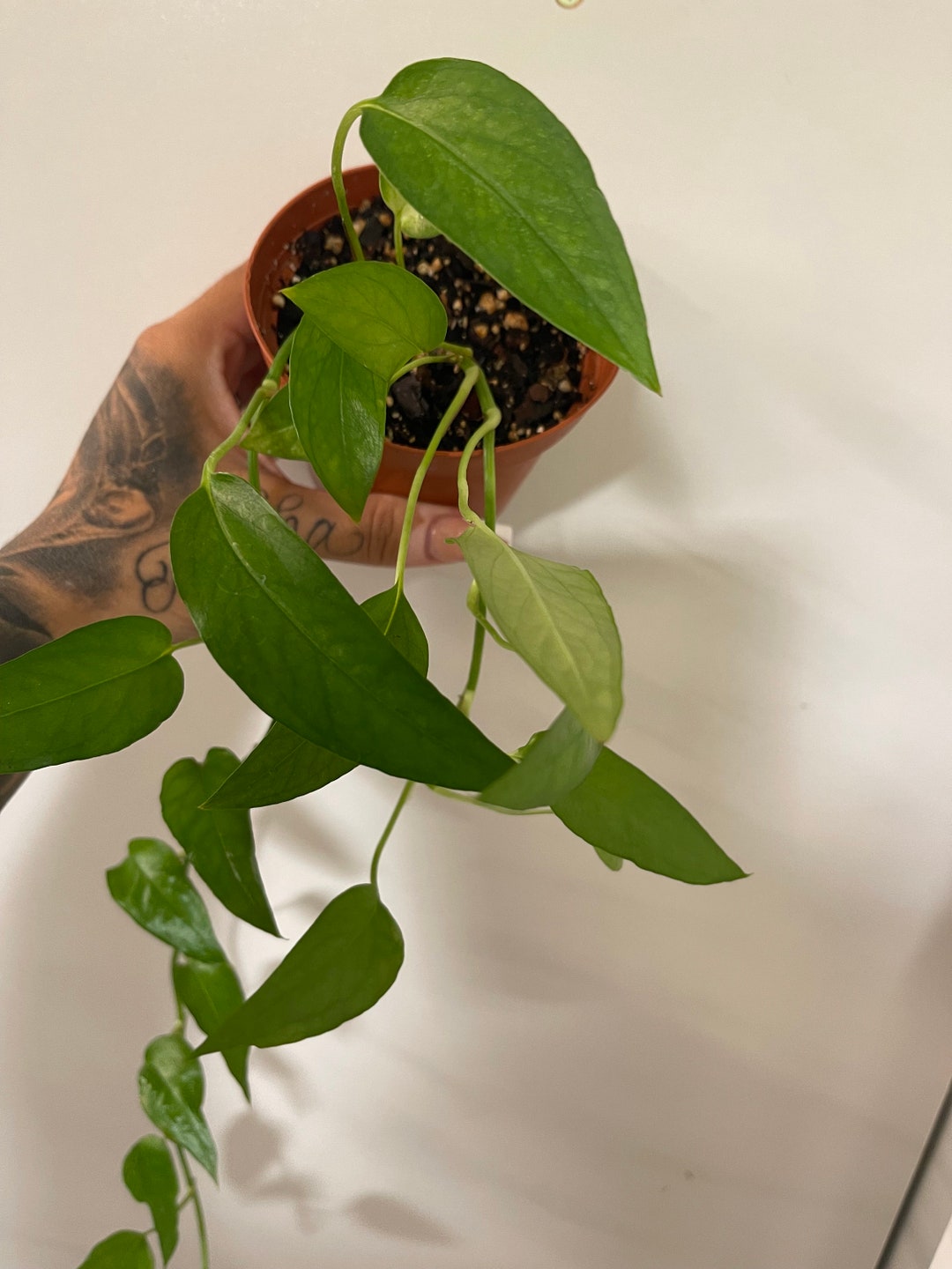 Skeleton Key Epipremnum Pinnatum - Etsy