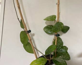 Hoya Carnosa Freckles Splash a 4in Pot. Rare Hoya/ Collector's Plant ...