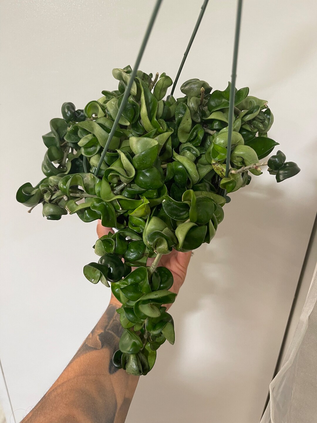 6 Hoya Compacta Rope Plant - Etsy