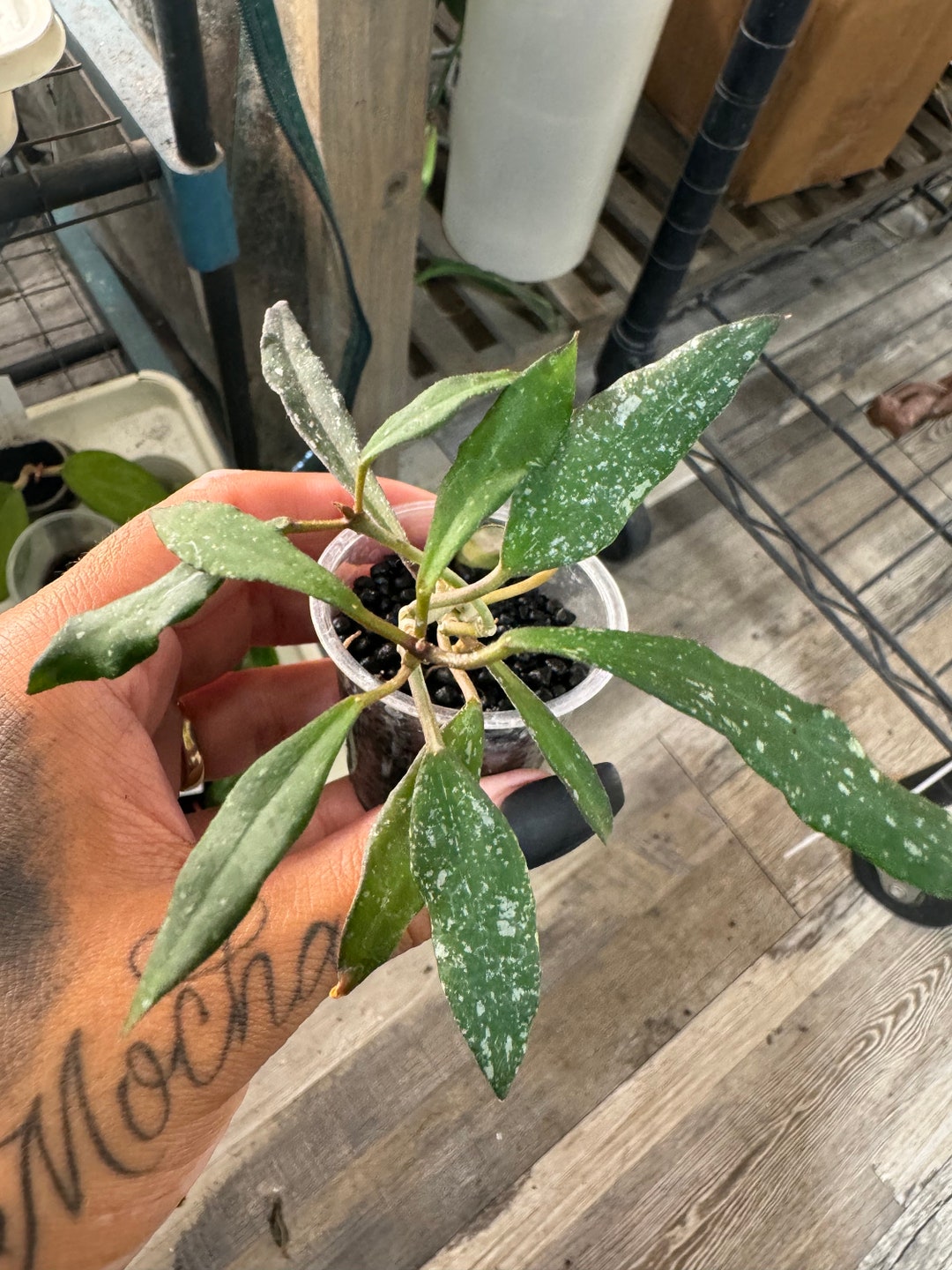 Hoya Mirabilis Splash - Etsy