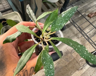 Hoya Mirabilis Splash Clone B/ Slender Leaves/ Splashy Leaves ...