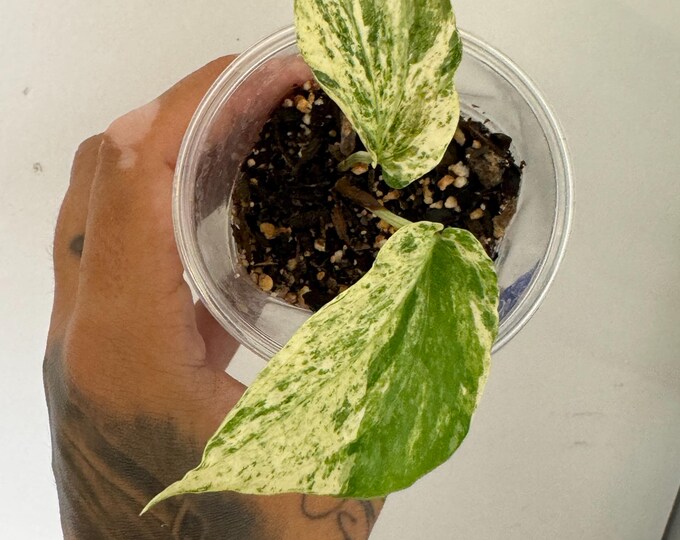 Albo Variegated Spider Man Monstera variegated Amydrium Medium Starter ...