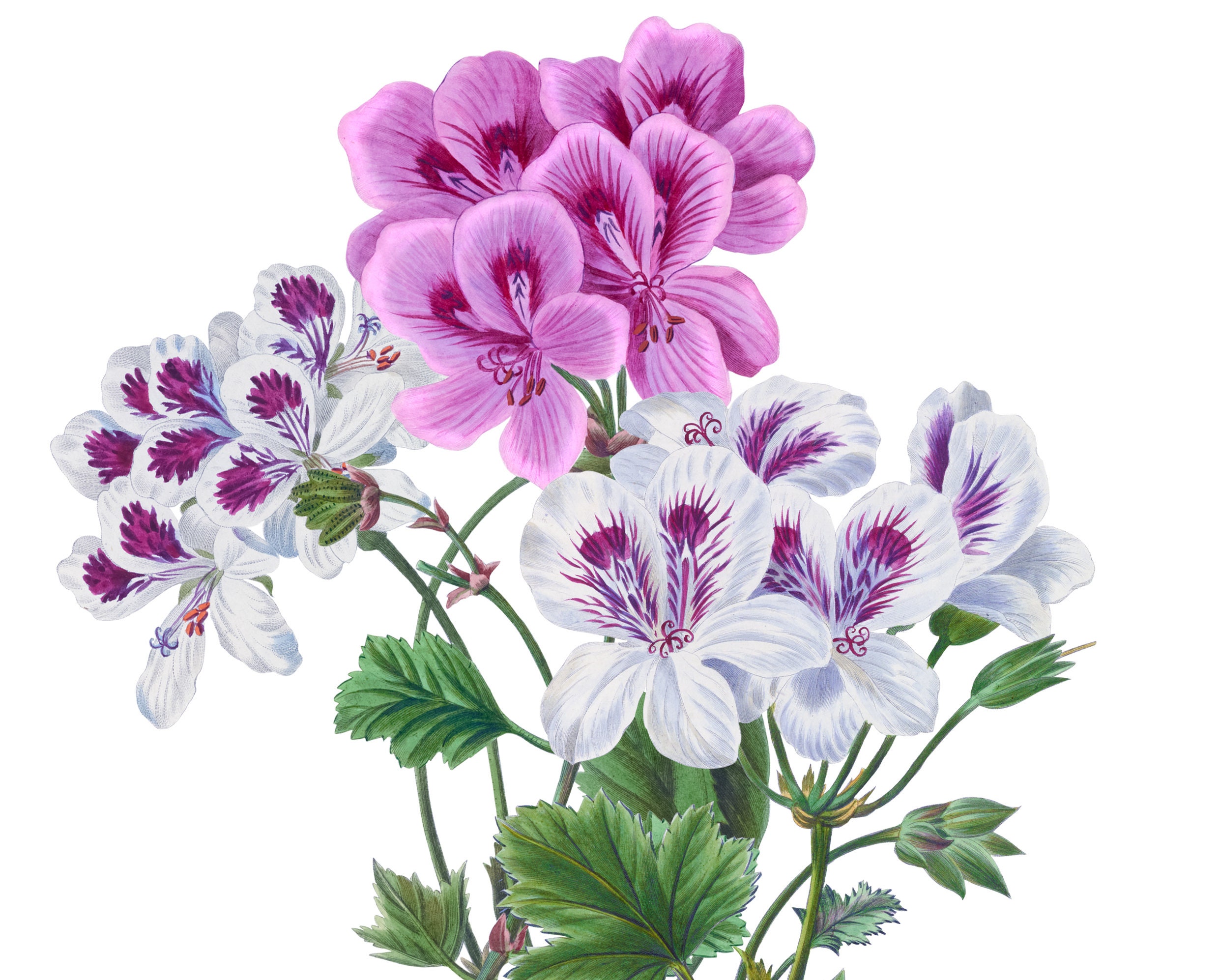 Geranium flowers Vintage botanical illustration plant art | Etsy