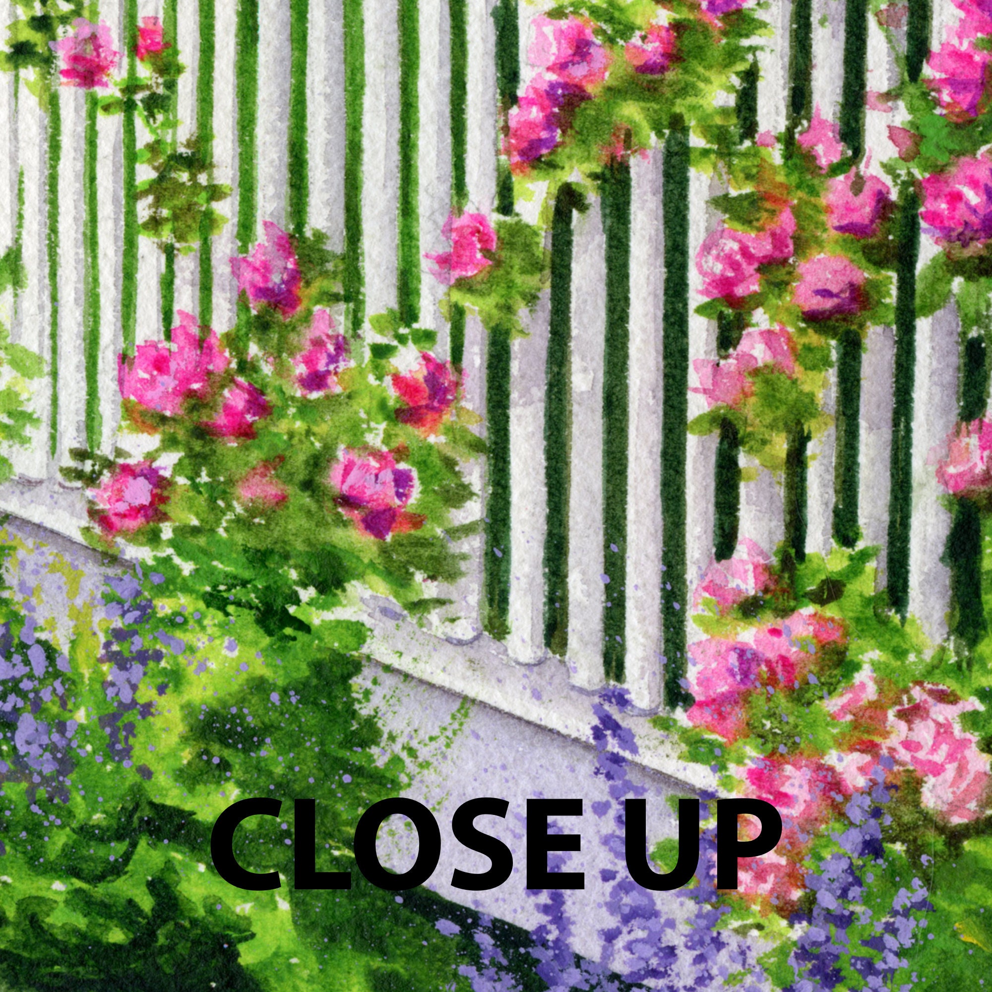 Rose Fence - Giclee Print, Picket Fence Full of Blooming Roses. - Etsy