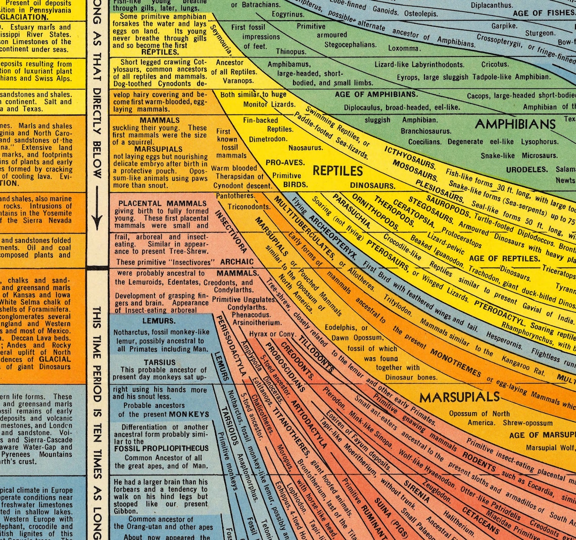 Histomap of Evolution Timeline Poster Chart - Gifts for Researchers ...