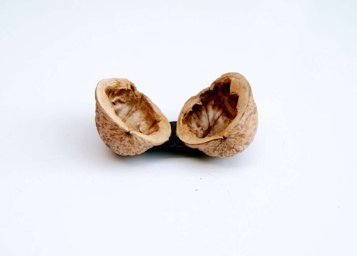 Walnut Shell Halves Paired Walnut Shell Box Natural Walnut - Etsy UK