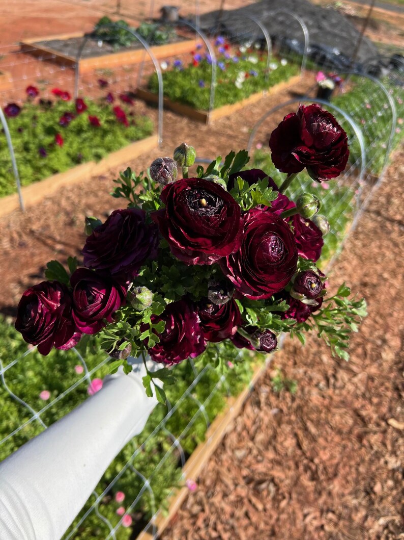 Ranunculus Corms Elegance Viola 10 Corms Buttercup Flowers Cut Flowers ...