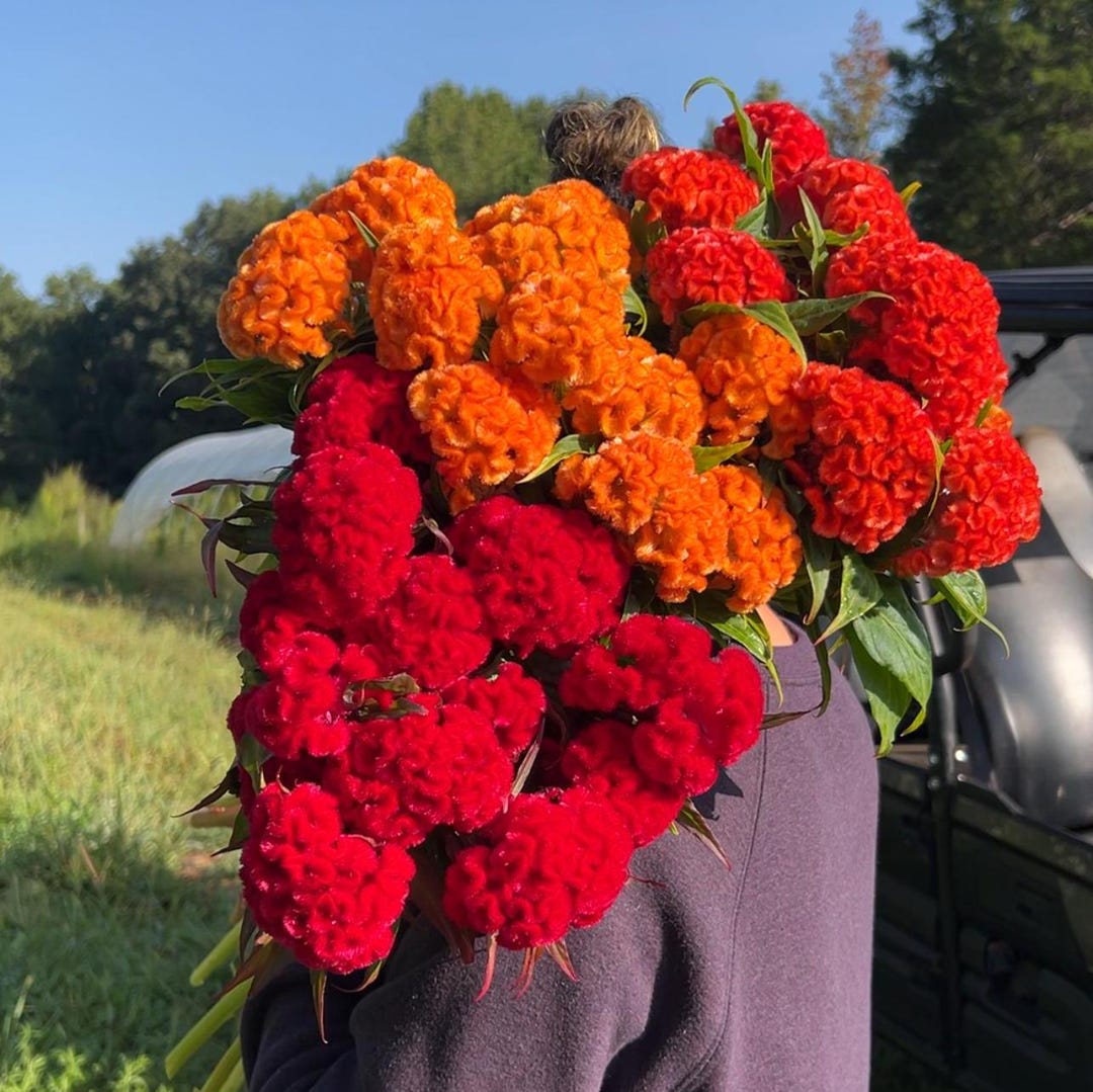 Unique Flower Seeds, Brain Celosia Mix Seeds, 25 Seeds, Warm Season ...