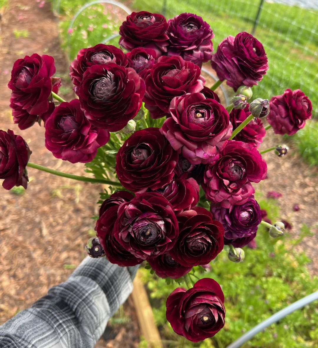 Ranunculus Corms Elegance Viola 10 Corms Buttercup Flowers Cut Flowers ...