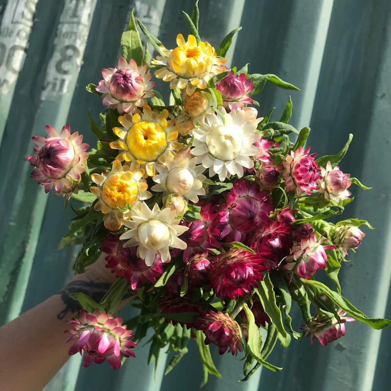 Strawflowers - Etsy